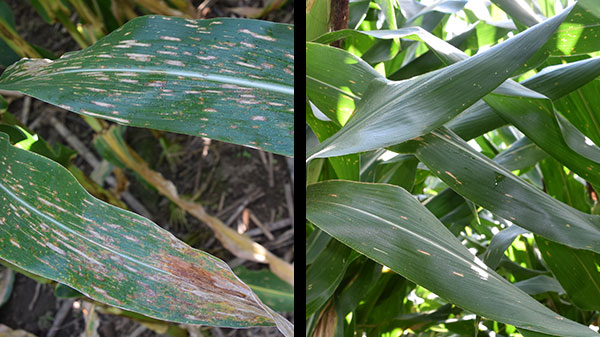 Going beyond disease control