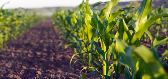 Liberty® ULTRA | Herbicides | Agriculture | BASF