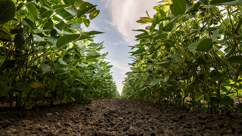 Liberty® ULTRA | Herbicides | Agriculture | BASF