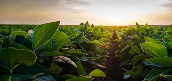 Liberty® ULTRA | Herbicides | Agriculture | BASF