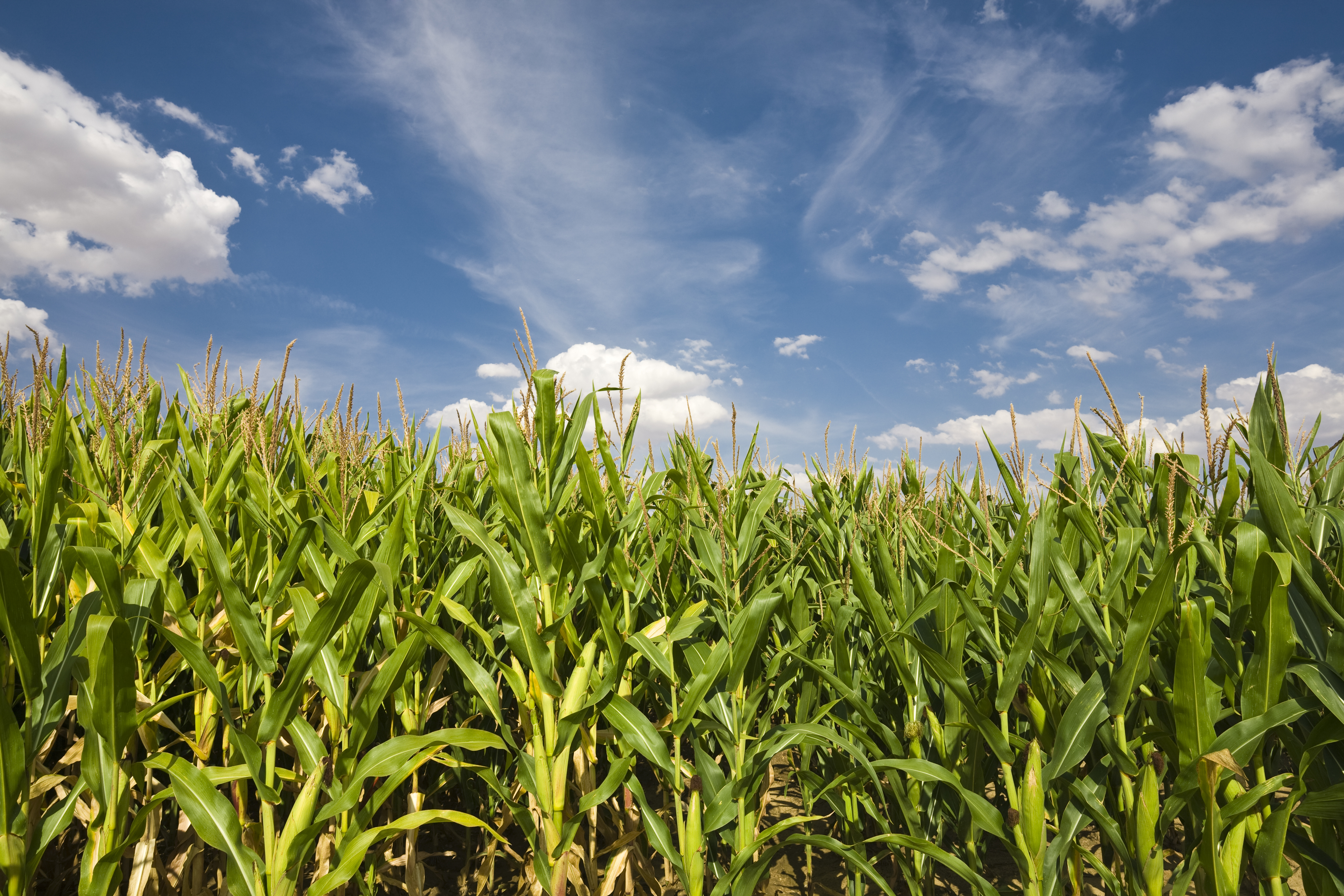 BASF announces EPA approval of Surtain herbicide