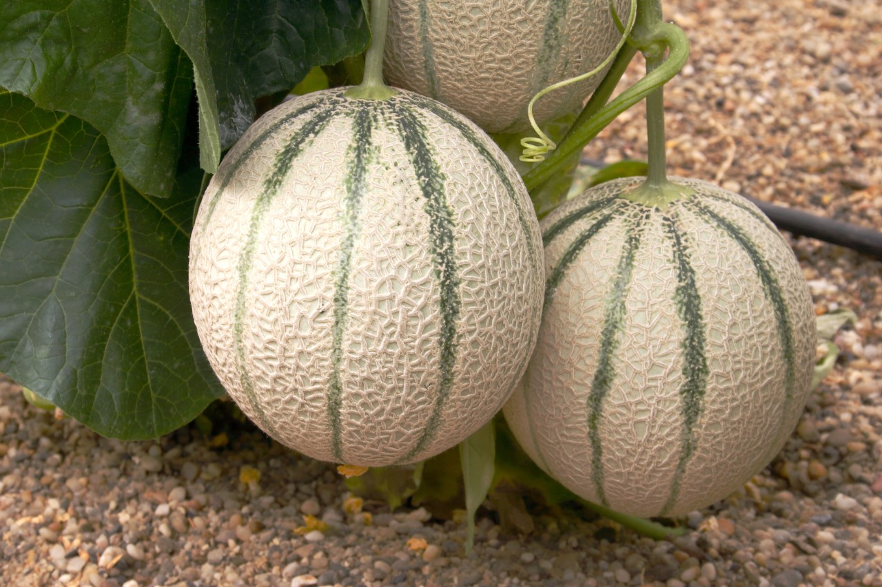 Cevya fungicide from BASF receives additional crop registrations in ...